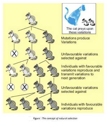 Q.13 What is Biological or Organic Evolution? Explain with the help of ...